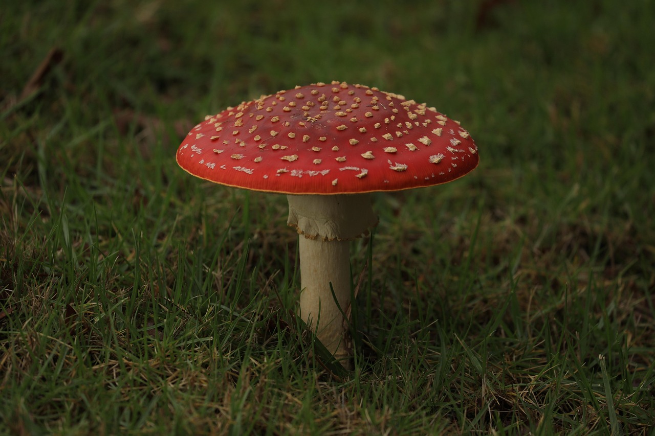 Toad Mushroom Fungus - Free photo on Pixabay - Pixabay