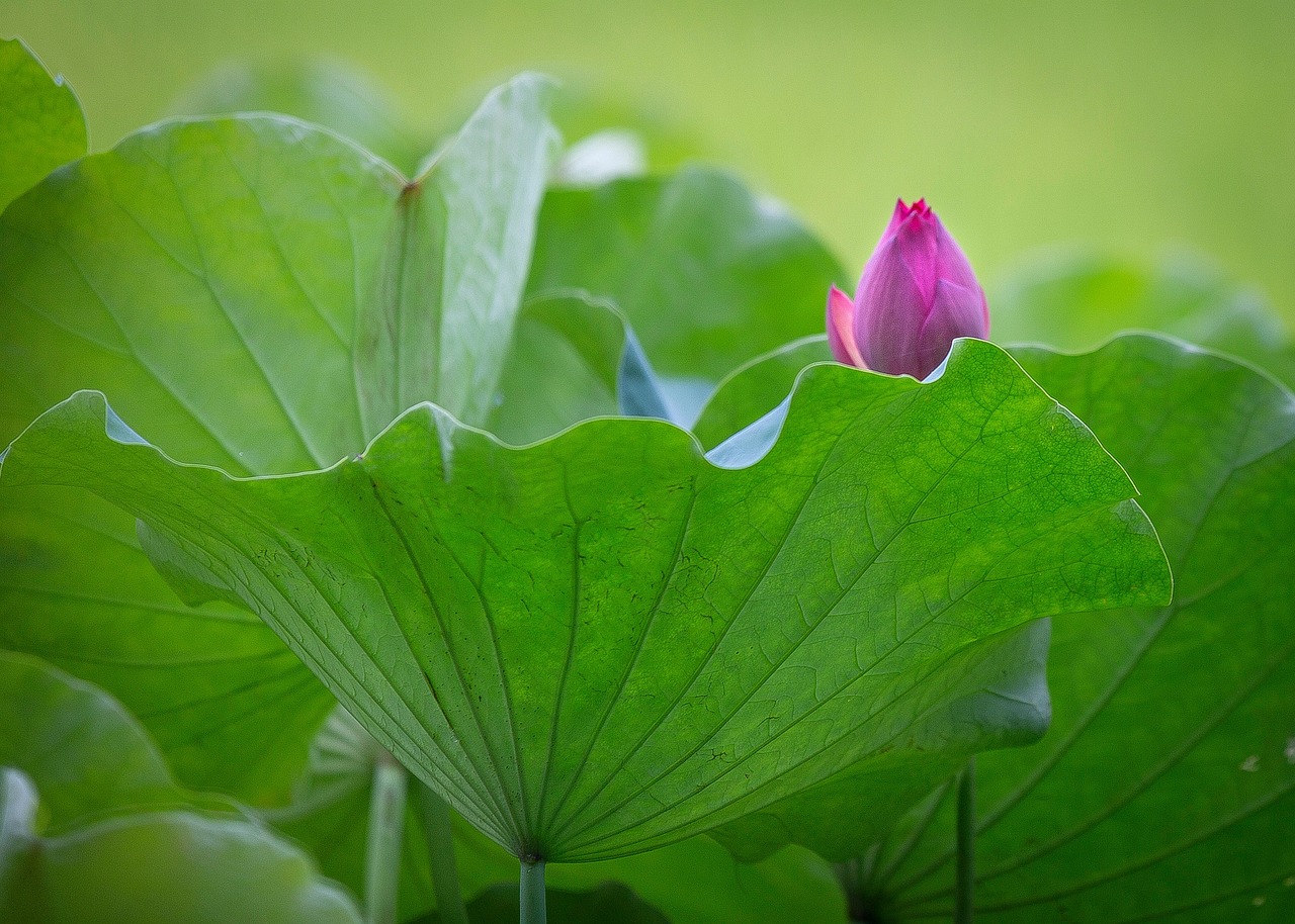 Lotus Fleur Feuilles - Photo gratuite sur Pixabay - Pixabay