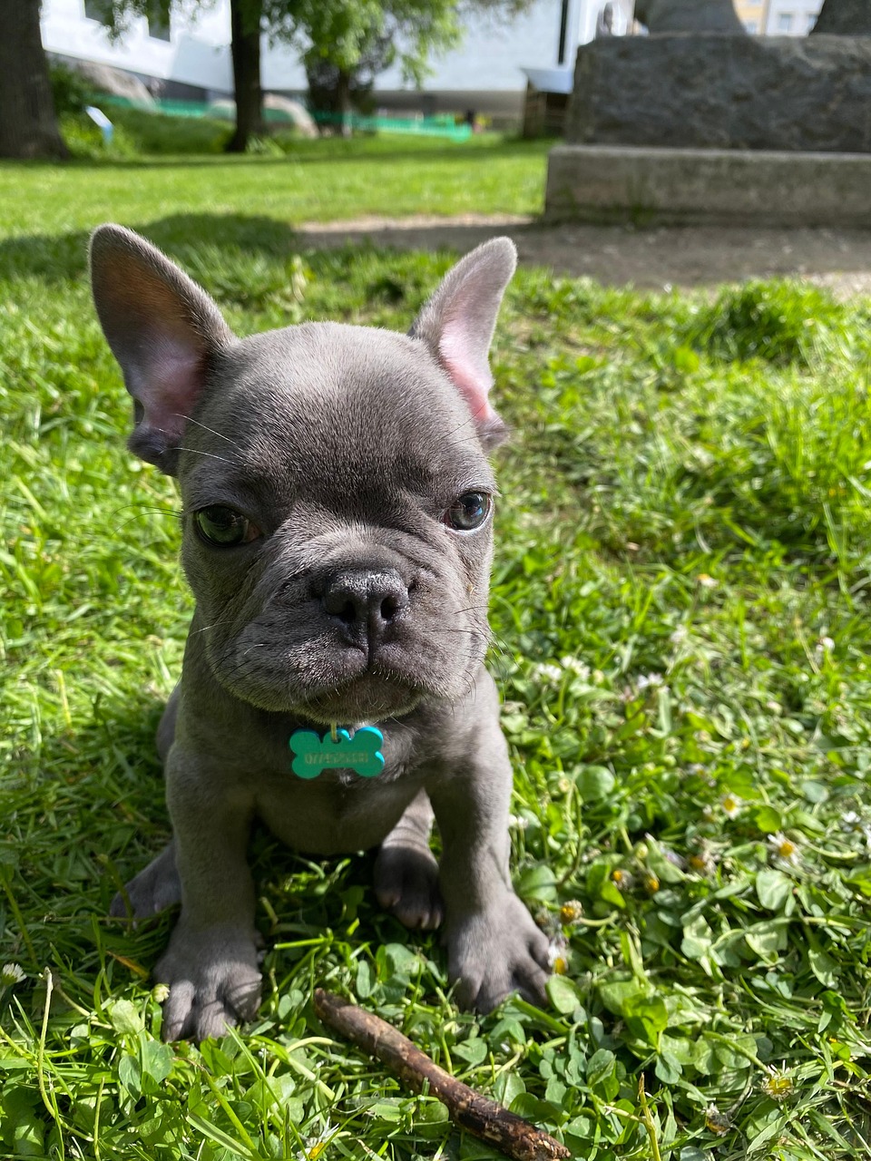 Frenchbulldog Perro Frenchie - Foto gratis en Pixabay - Pixabay