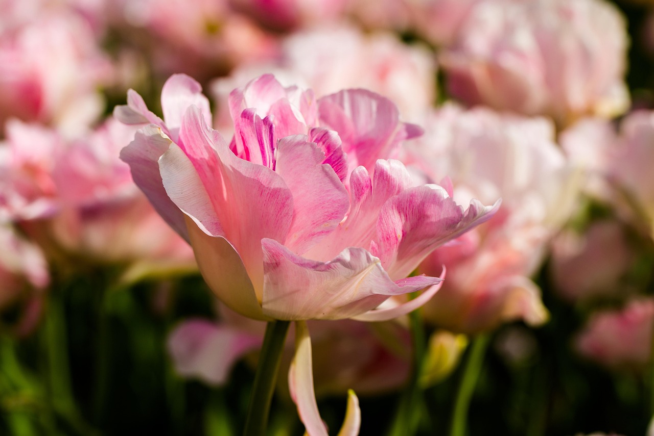 Blooming Roses Sunny Tree - Free photo on Pixabay - Pixabay