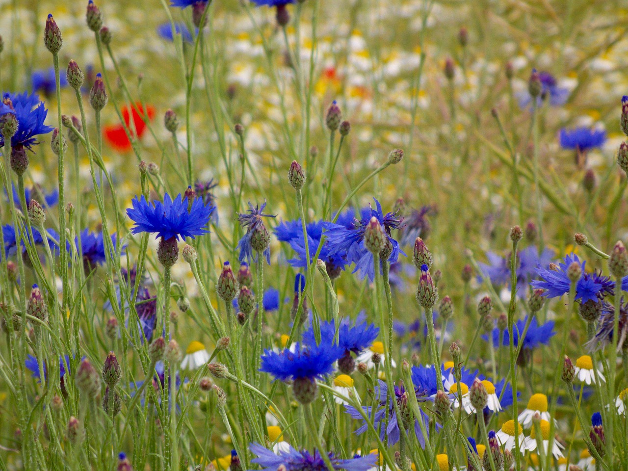 Fleurs Fleur La - Photo gratuite sur Pixabay - Pixabay