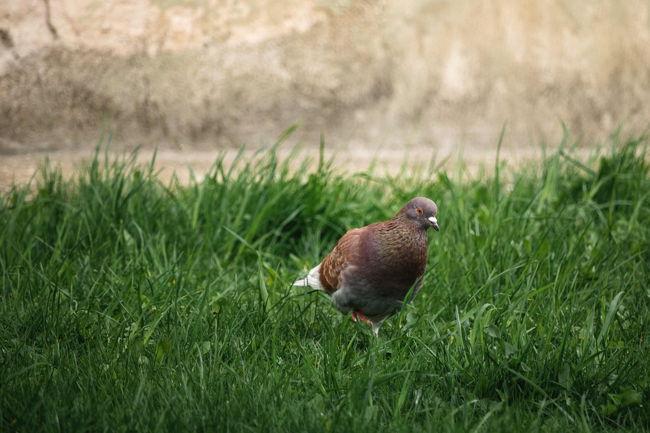 Merpati Burung Rumput - Foto gratis di Pixabay - Pixabay