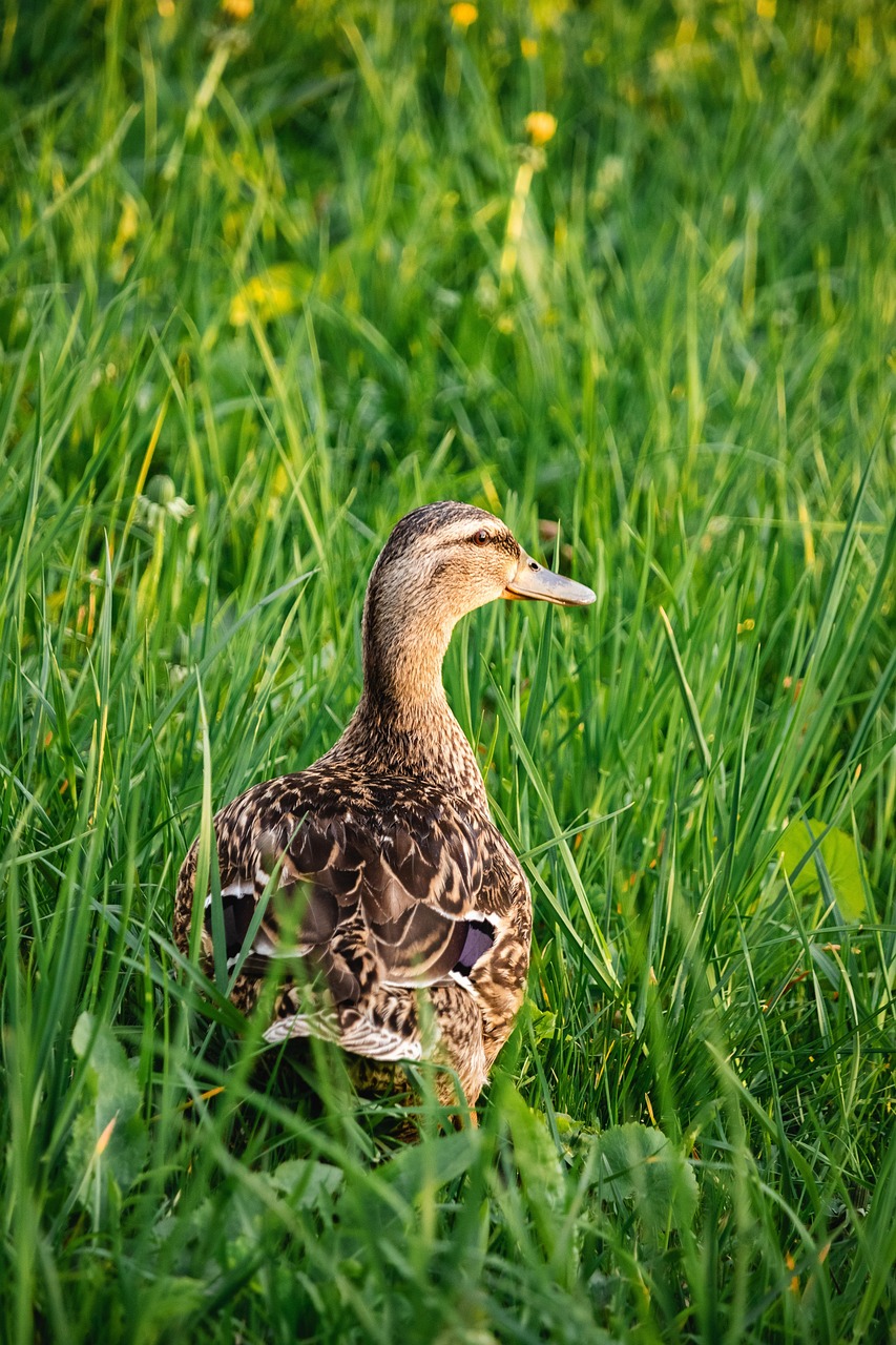 Wildente Ente Gras - Kostenloses Foto auf Pixabay - Pixabay