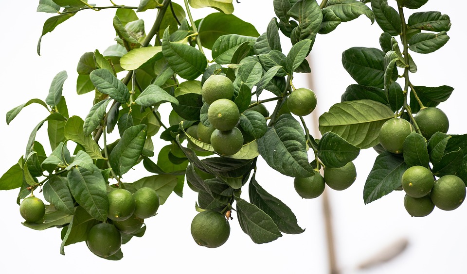 Lemon Fruits Bunch Of - Free photo on Pixabay - Pixabay