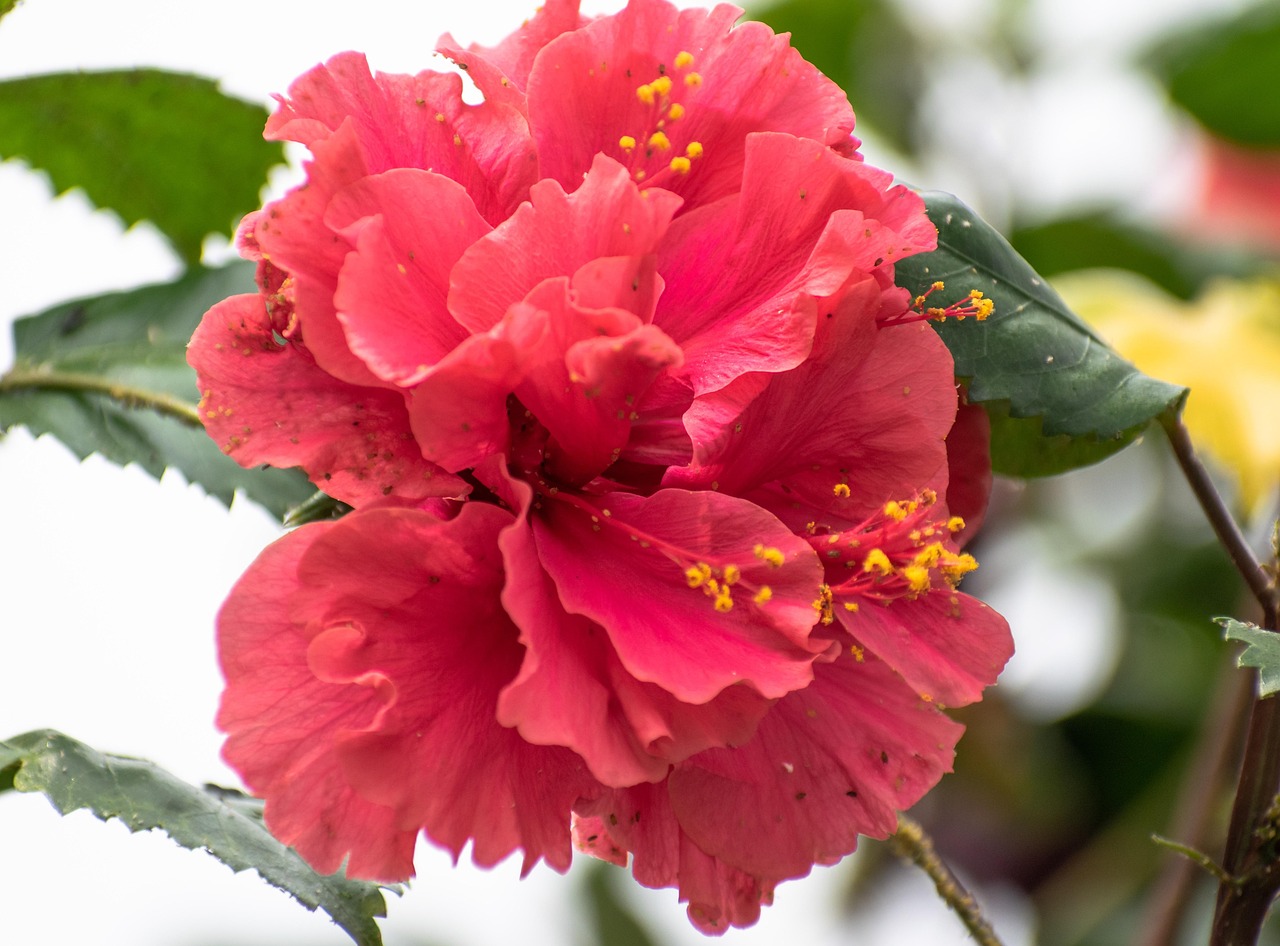 Fleur D'Hibiscus Hibiscus - Photo gratuite sur Pixabay - Pixabay