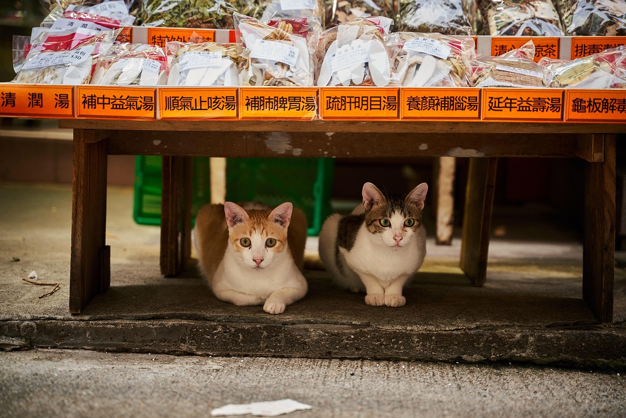 Cats Felines Couple - Free photo on Pixabay
