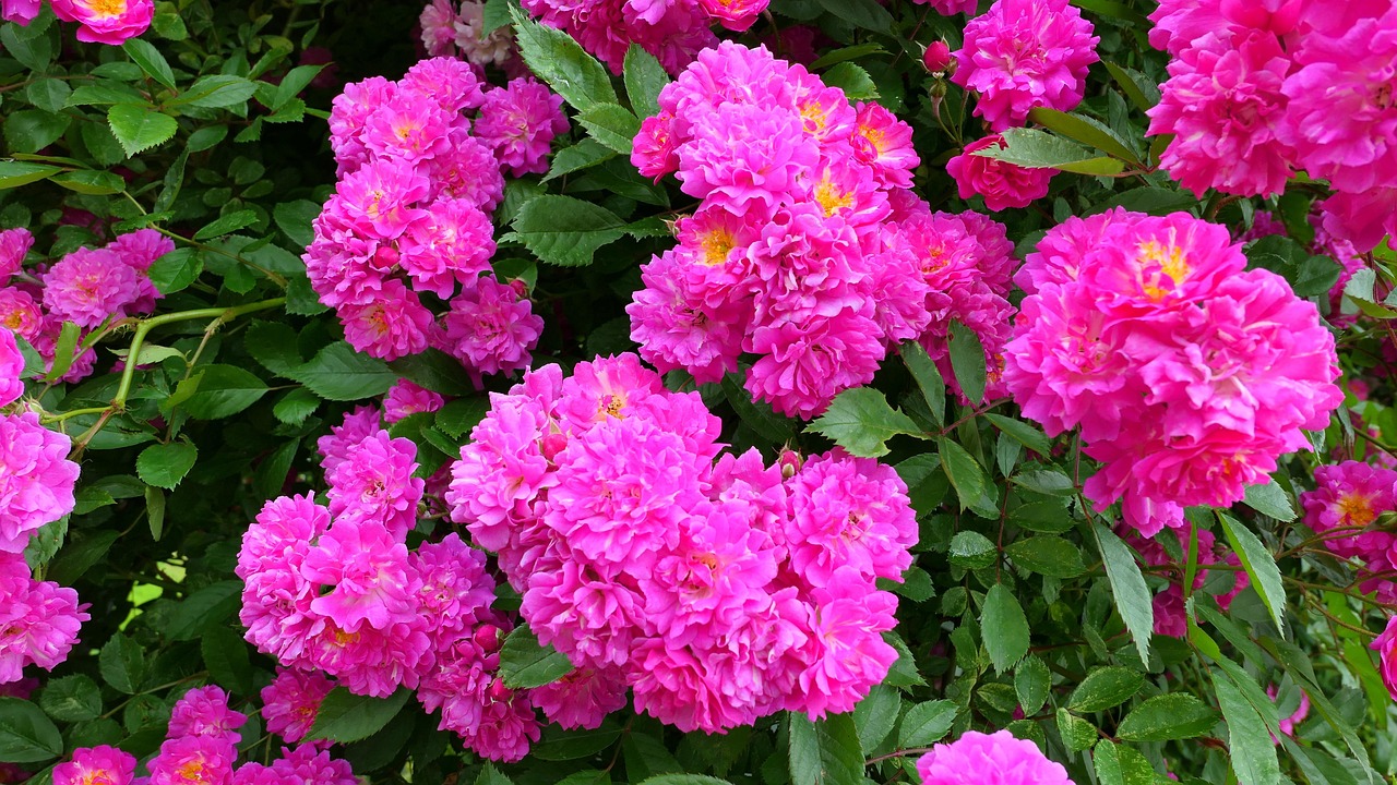 Roses Partant Rose - Photo gratuite sur Pixabay
