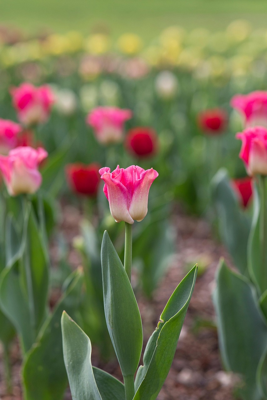 Bunga Ungu Merah Jambu Tulip - Foto gratis di Pixabay - Pixabay