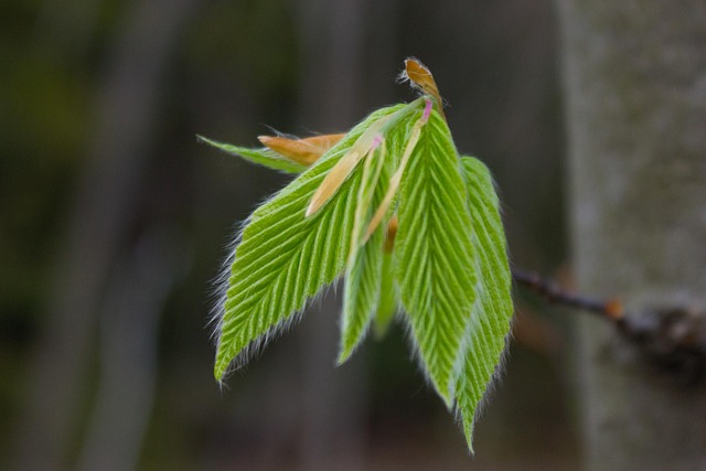 Ash Leaves Buds - Free photo on Pixabay - Pixabay