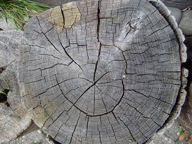 Wood Tree - Free photo on Pixabay - Pixabay