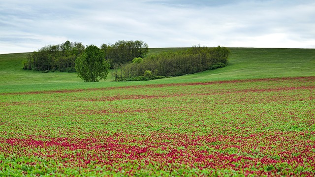 Purple Clover Nature Landscape - Free photo on Pixabay - Pixabay