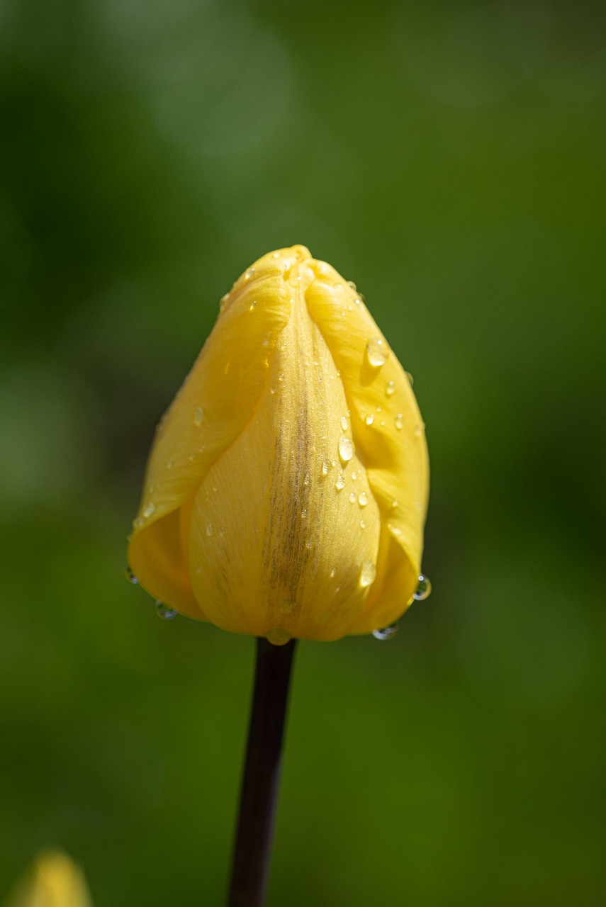 Tulipa Flor Amarelo - Foto gratuita no Pixabay - Pixabay