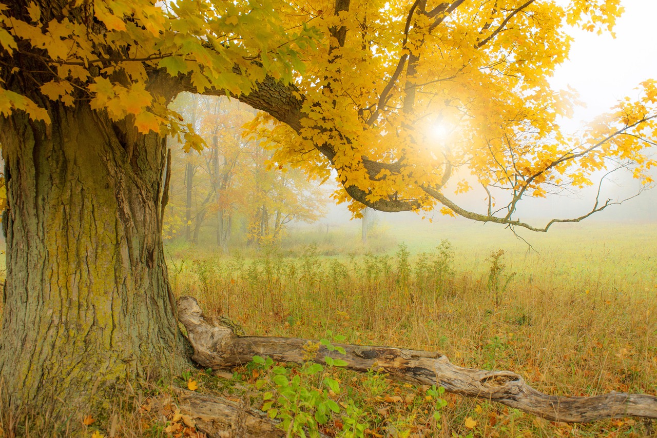 Maple Pohon Matahari - Foto gratis di Pixabay - Pixabay