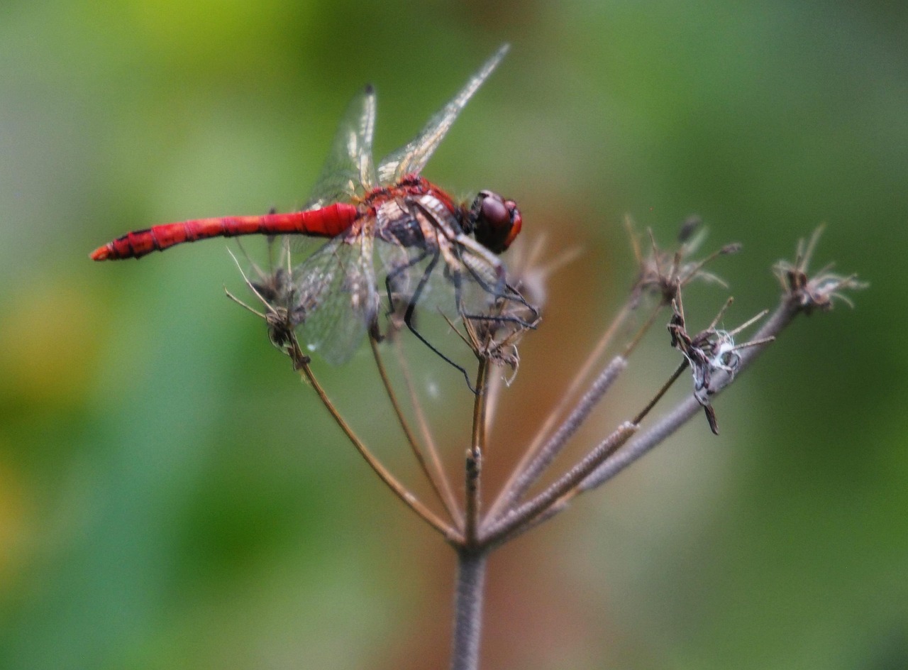 Blood-Red Heather Dragonfly - Free photo on Pixabay - Pixabay