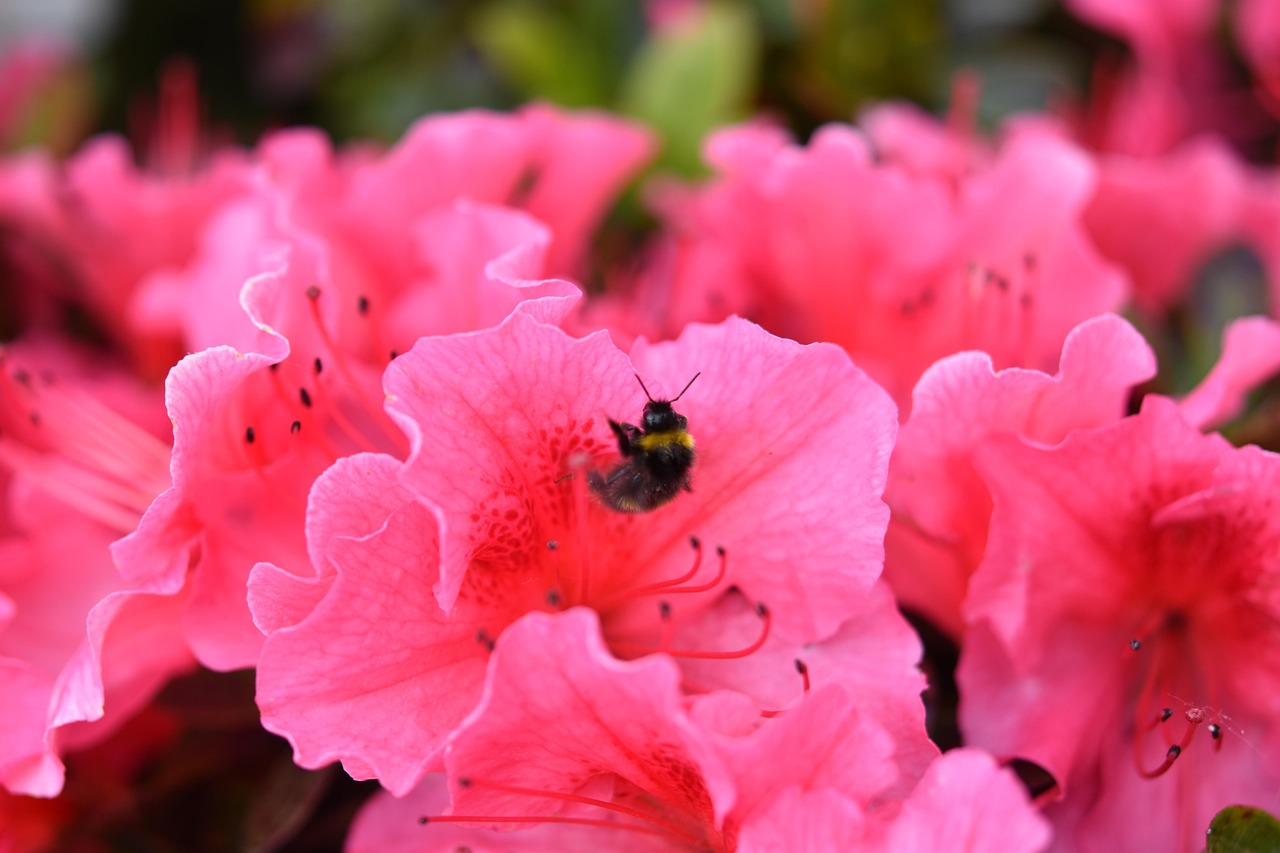Bunga Rhododendron Alam - Foto gratis di Pixabay - Pixabay