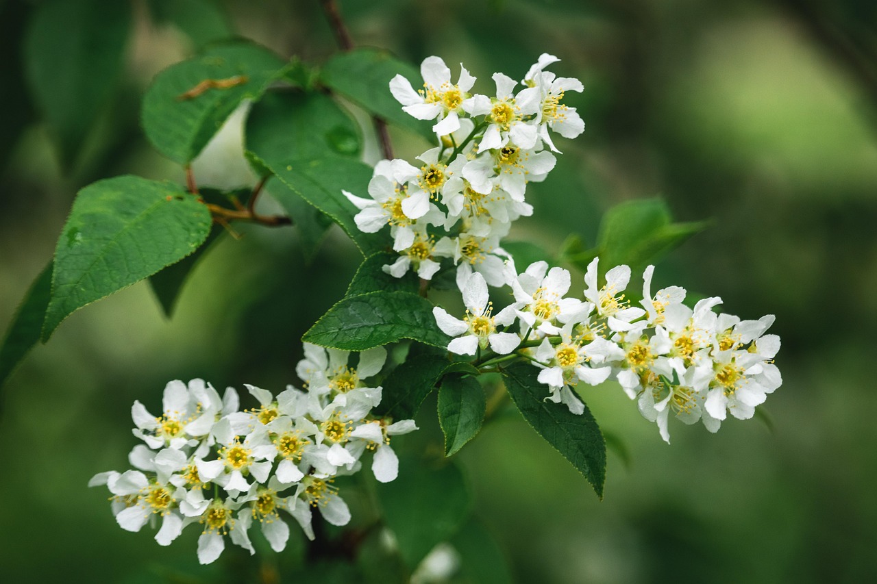 Bird Cherry Flowers White - Free photo on Pixabay