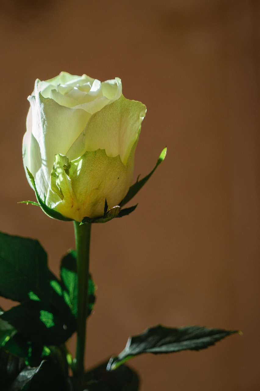Rose Bloem Rozen - Gratis foto op Pixabay - Pixabay