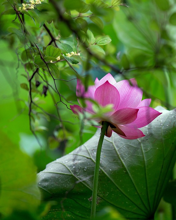 Lotus Blume Pinke - Kostenloses Foto auf Pixabay - Pixabay
