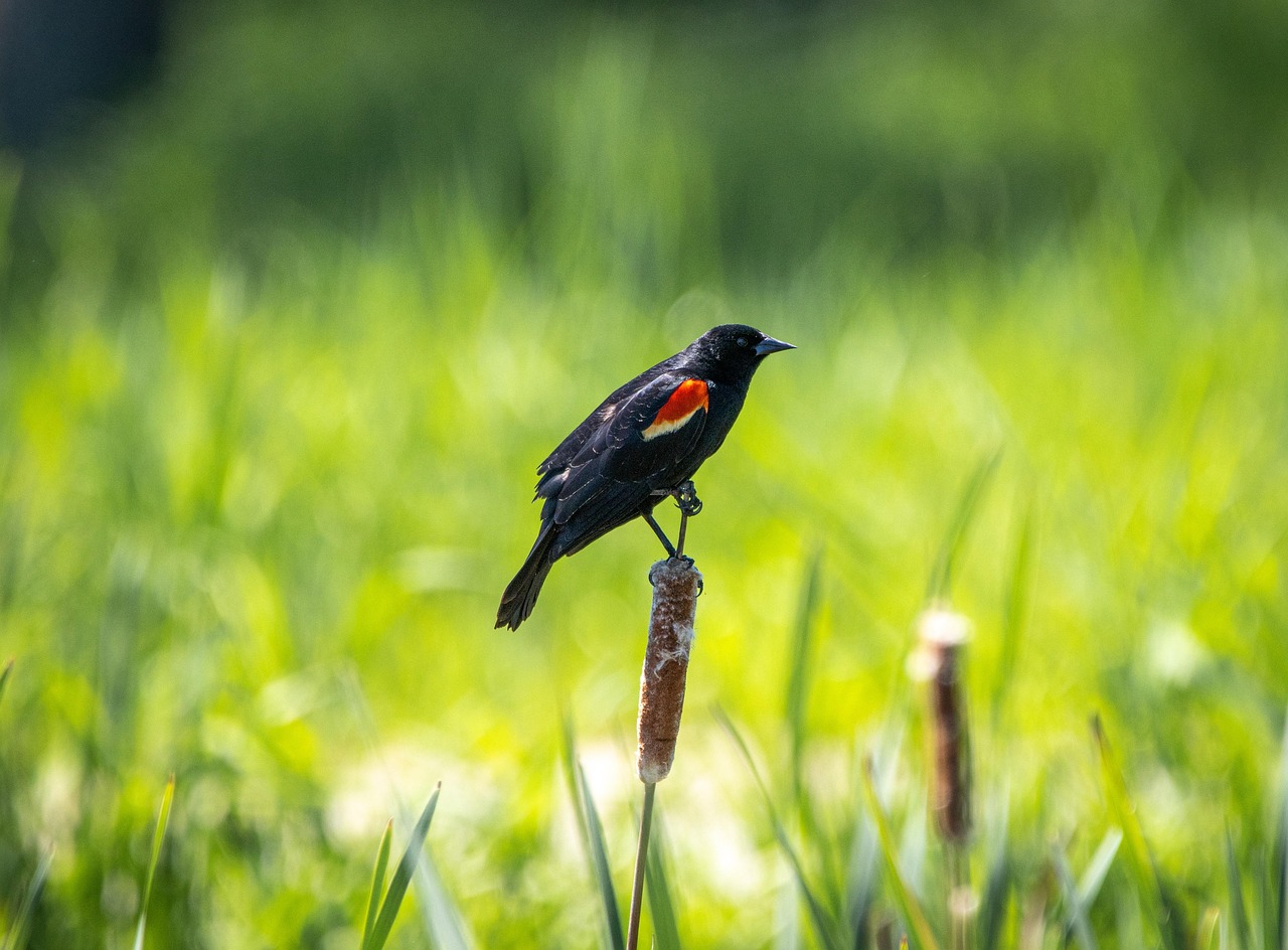 Carouge Oiseau Nature - Photo gratuite sur Pixabay - Pixabay