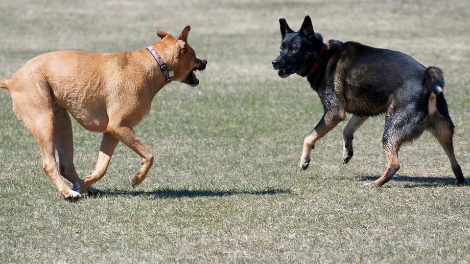 Cute Dog Pet - Free photo on Pixabay - Pixabay