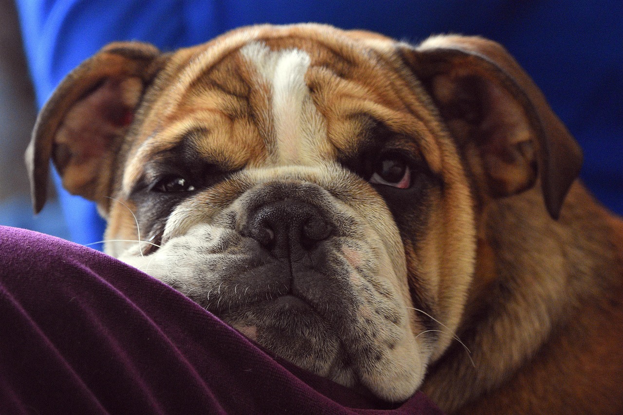 Dog Puppy Doggy - Free photo on Pixabay - Pixabay