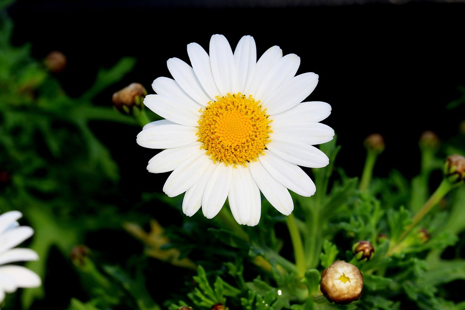 Daisy Flower Plant Common - Free photo on Pixabay - Pixabay