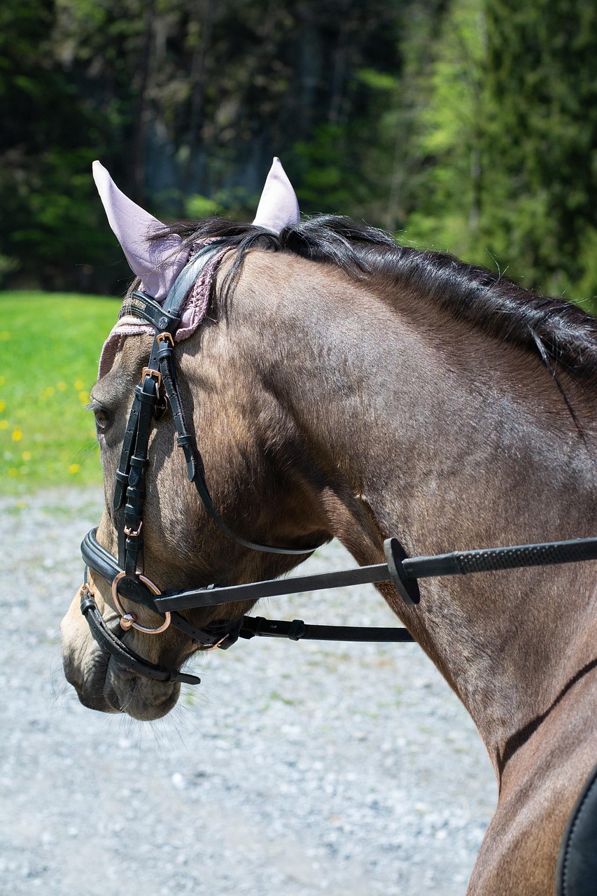 Horse Pony Animal - Free photo on Pixabay