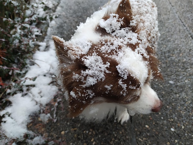 Dog In The Snow Cold Chihuahua - Free photo on Pixabay - Pixabay