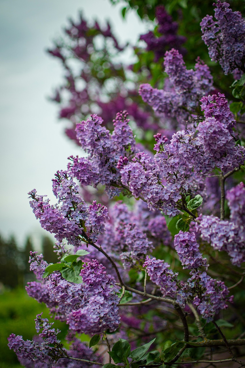 Flores Lilás Plantas - Foto gratuita no Pixabay - Pixabay