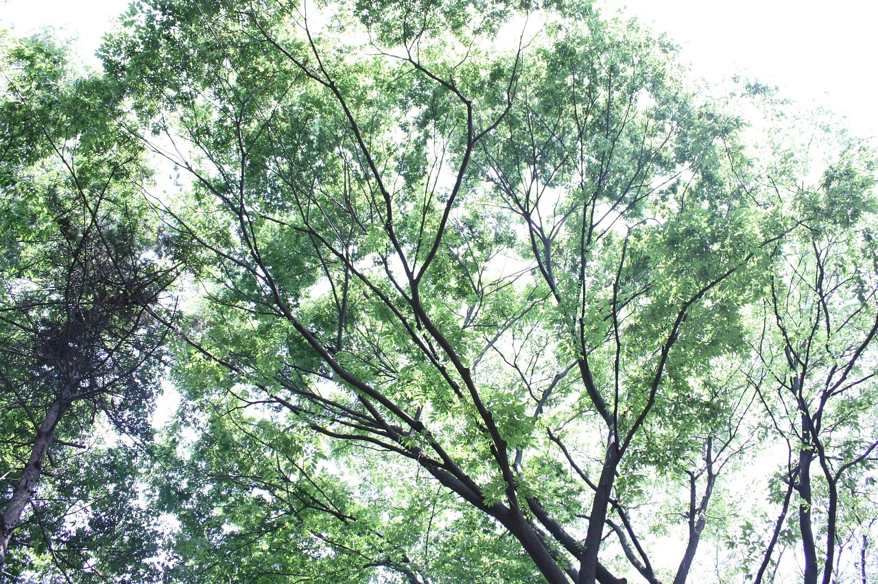 Korea Forest Green - Free photo on Pixabay