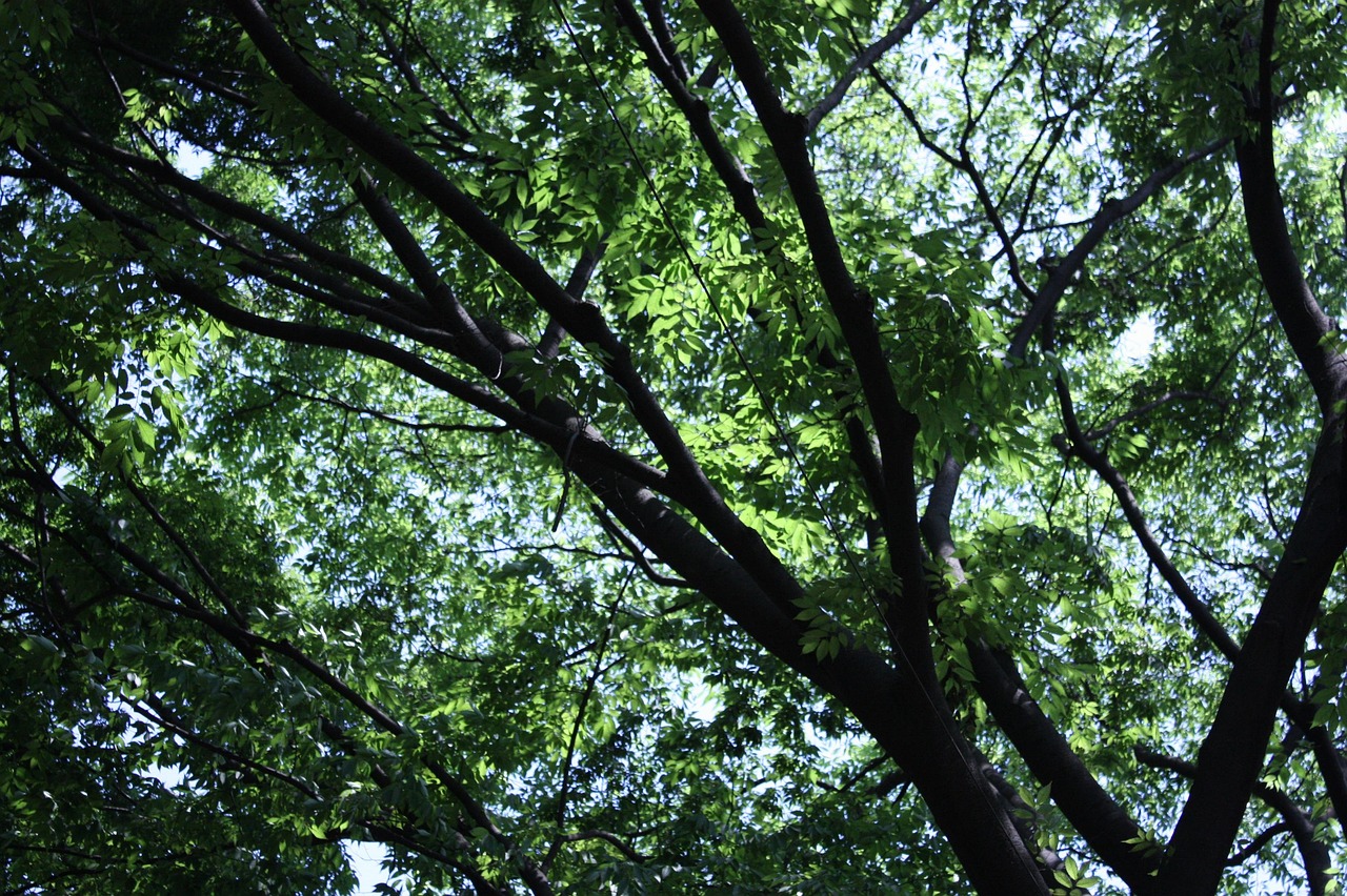 Korea Forest Green - Free photo on Pixabay - Pixabay