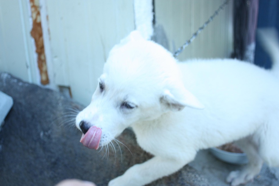 Puppy Doggo Dog - Free photo on Pixabay - Pixabay