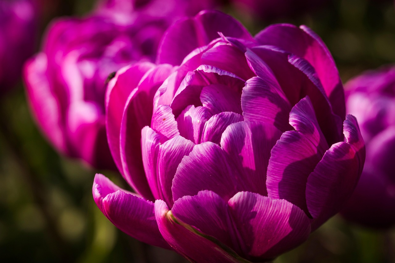Flor Roxa Tolet Florescer - Foto gratuita no Pixabay - Pixabay