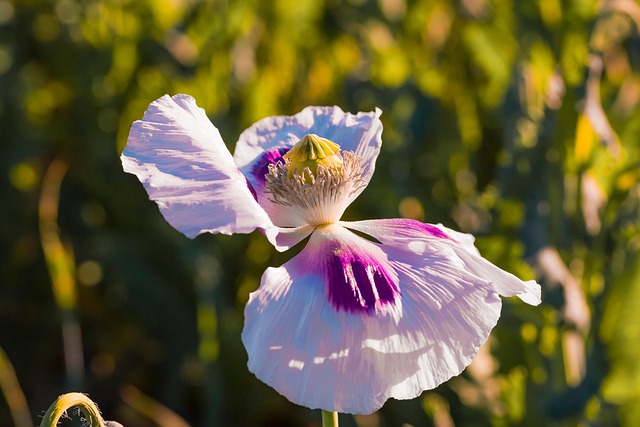 Bunga Poppy Putih - Foto gratis di Pixabay - Pixabay