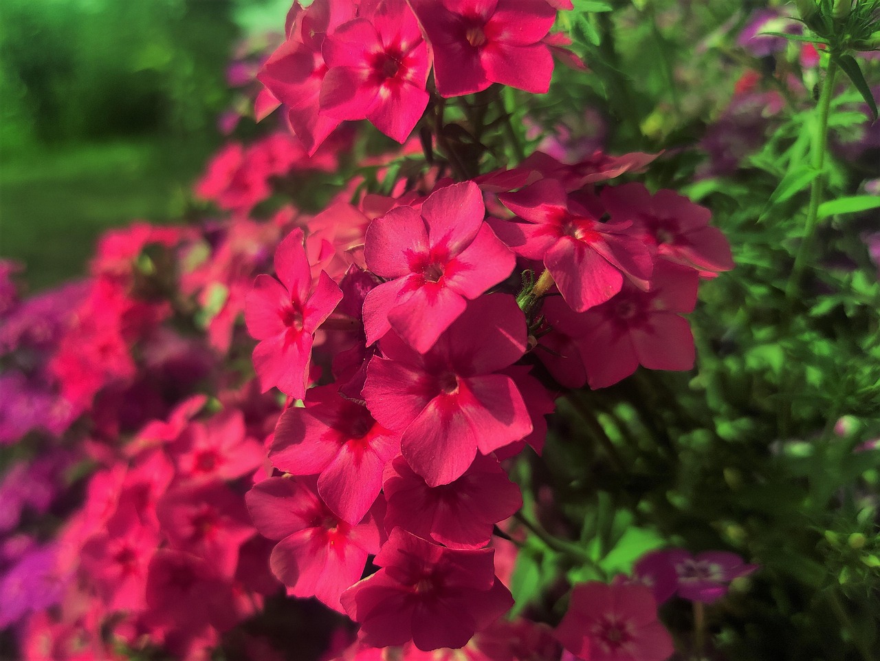 Bunga Merah Jambu Periwinkle Musim - Foto gratis di Pixabay