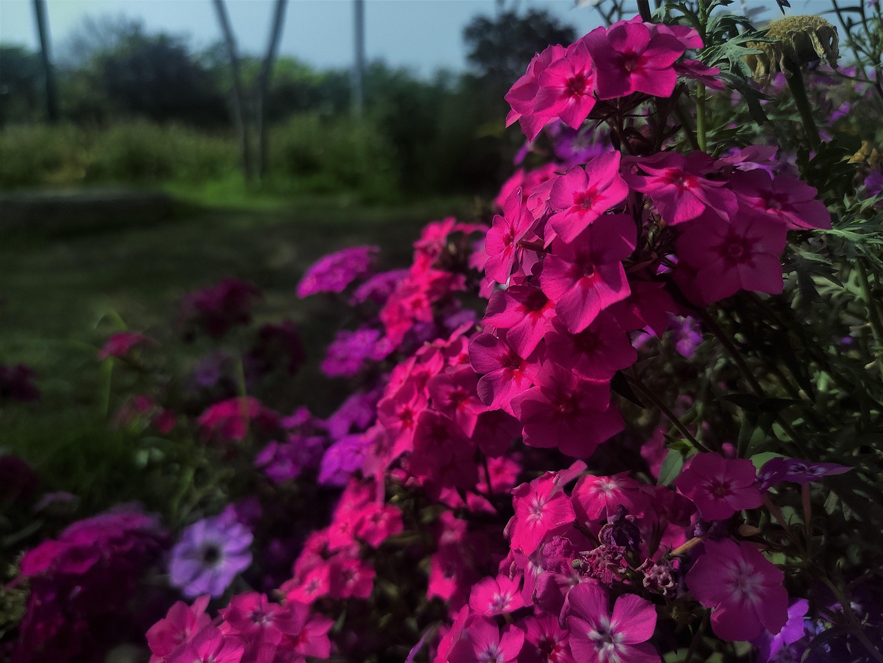 Bunga Merah Jambu Periwinkle Musim - Foto gratis di Pixabay - Pixabay