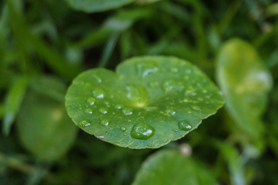 Leaf Foliage Pennywort - Free photo on Pixabay - Pixabay