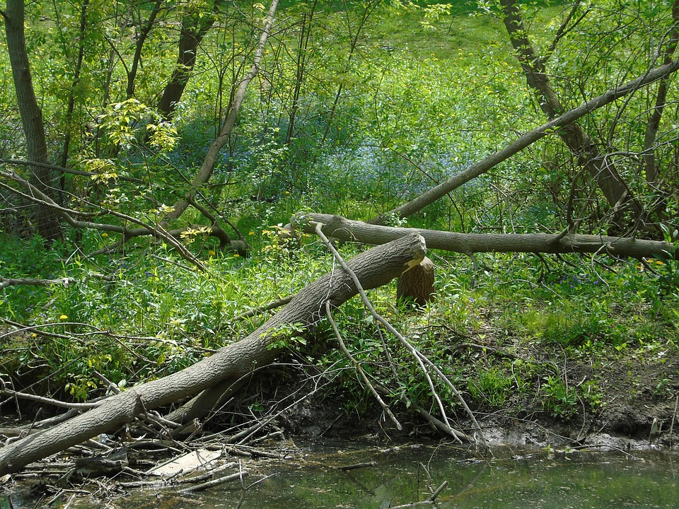Beaver Damage Trees - Free photo on Pixabay
