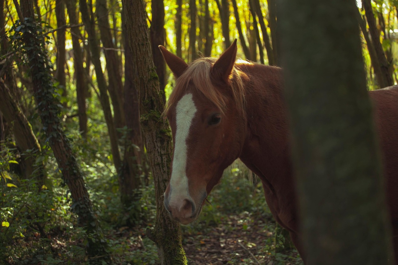 Cheval Chevaux Nature - Photo gratuite sur Pixabay - Pixabay