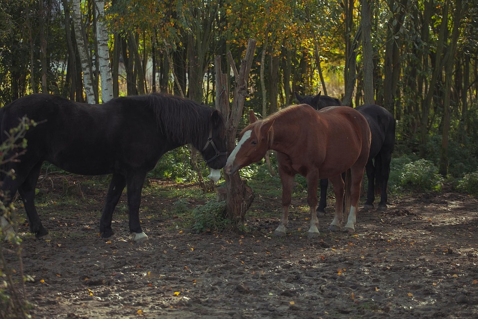 Cavalo Cavalos Natureza - Foto gratuita no Pixabay - Pixabay