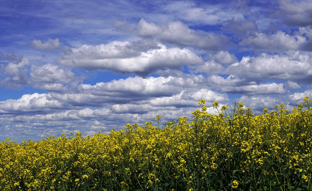 Field Of Rapeseeds Heaven Clouds - Free photo on Pixabay