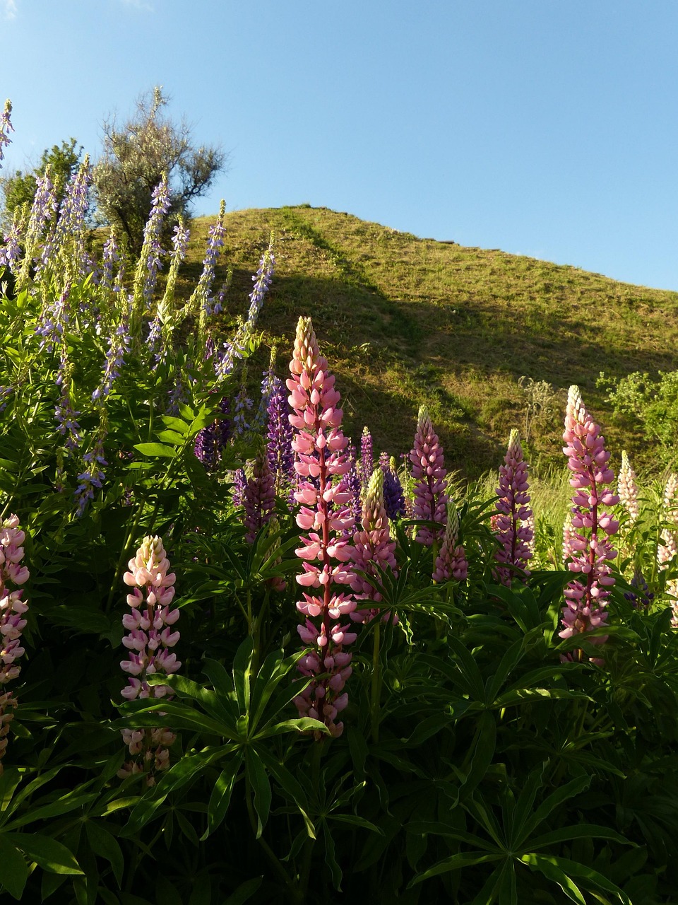 Lupin Bunga-Bunga Tanaman - Foto gratis di Pixabay - Pixabay