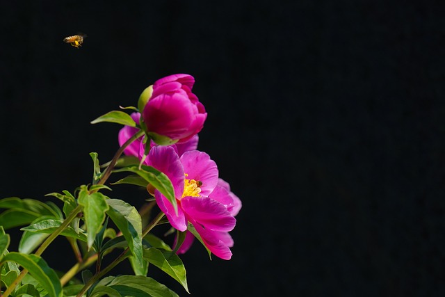 Peony Bee Insects - Free photo on Pixabay - Pixabay