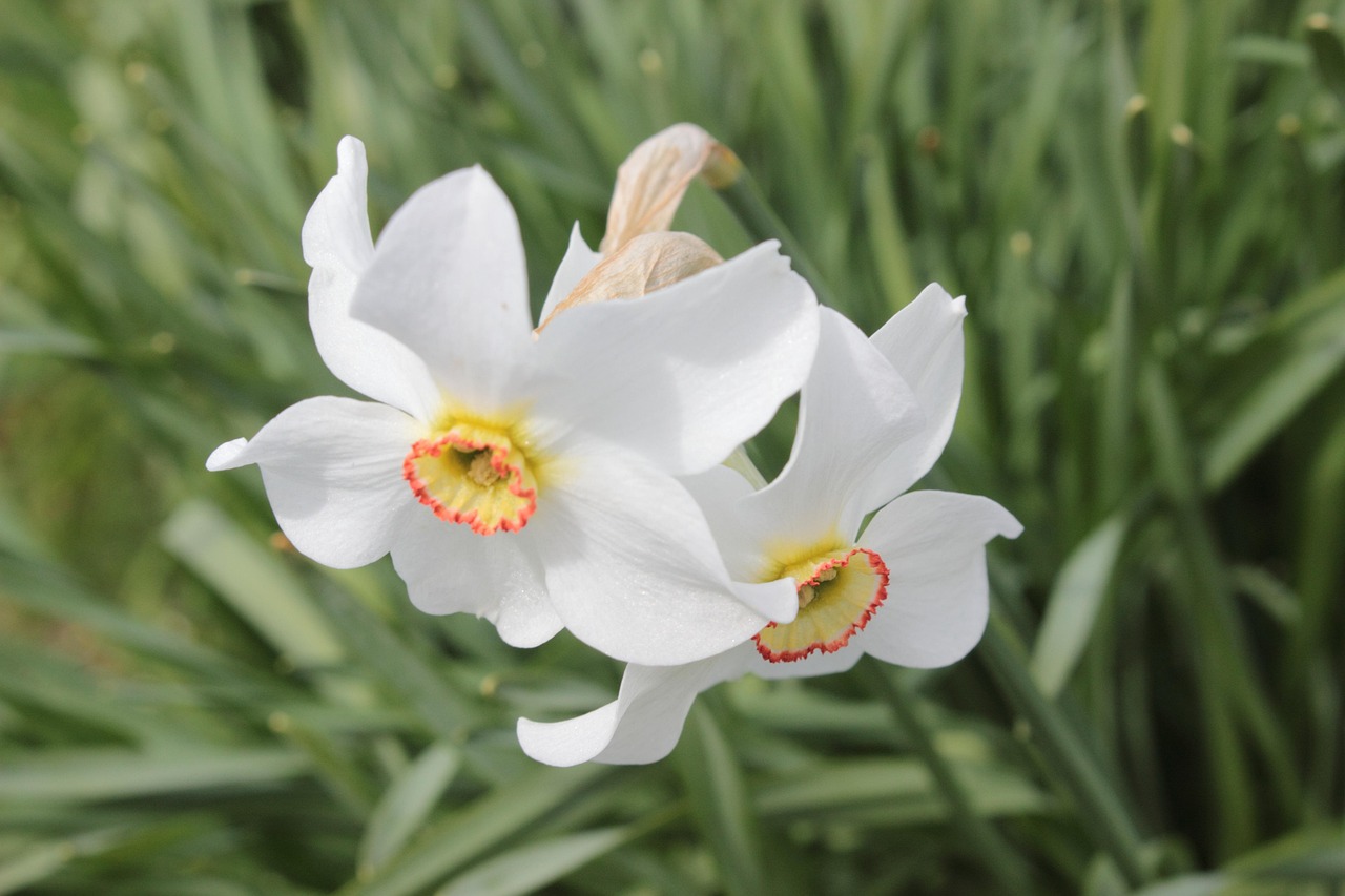 Flor Jardim Primavera Planta - Foto gratuita no Pixabay - Pixabay