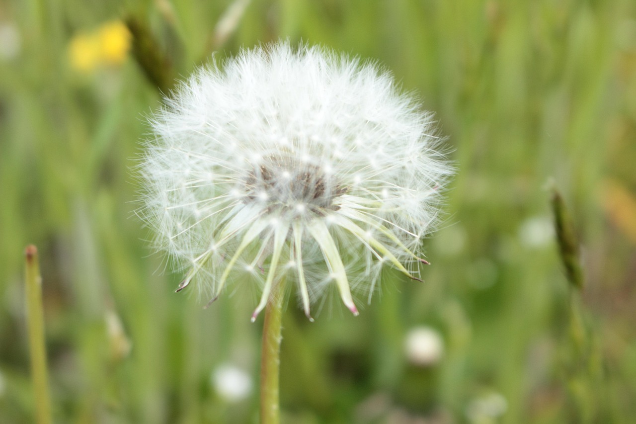 Dandelion Meadow Nature - Free photo on Pixabay - Pixabay