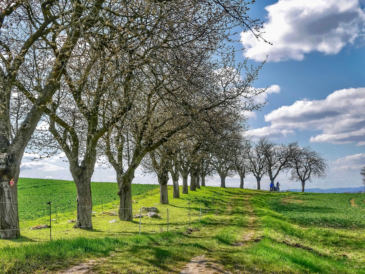 Árboles Paisaje Naturaleza Foto Gratis En Pixabay Pixabay