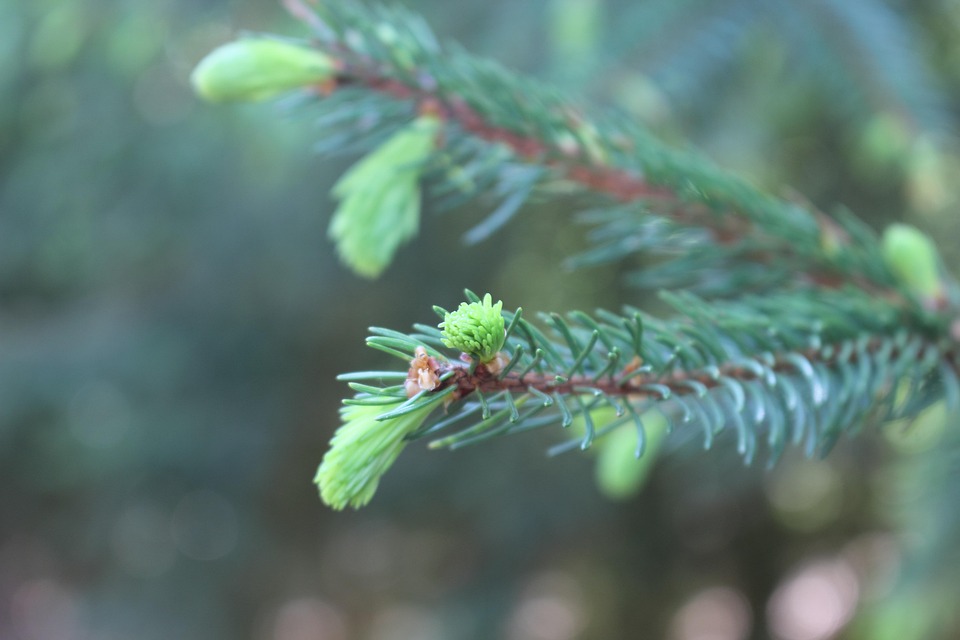 Nadelbaum Wald Nadelbaum-Wald - Kostenloses Foto auf Pixabay - Pixabay