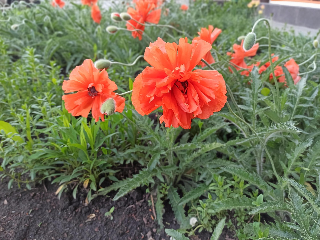 Mack Mohnblumen Blumen - Kostenloses Foto auf Pixabay - Pixabay