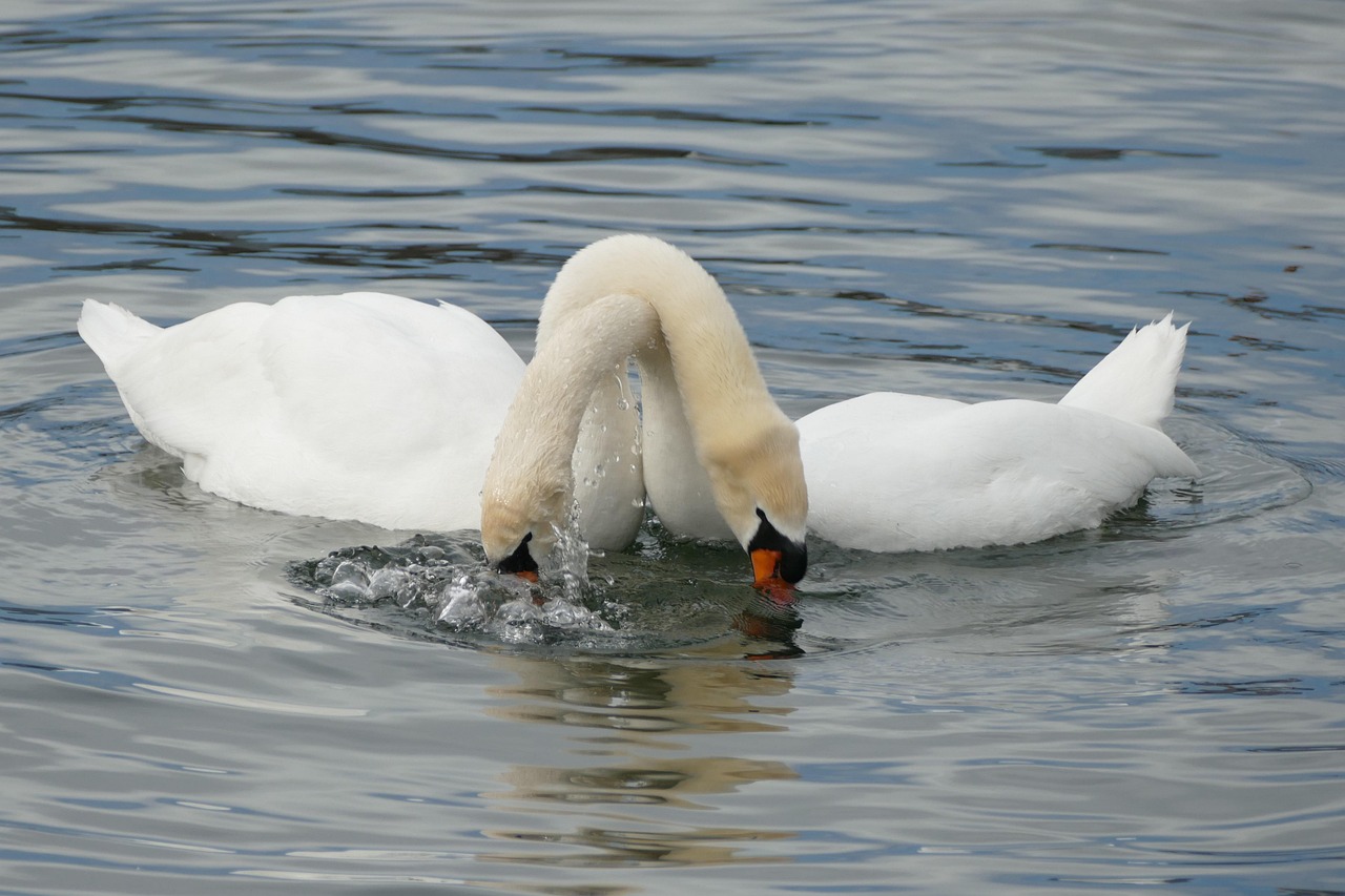 Oiseau Cygne Lac - Photo gratuite sur Pixabay - Pixabay