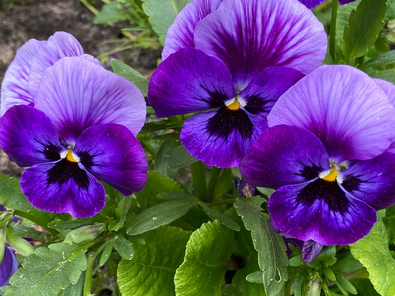 Colorful Pansies Beautiful - Free photo on Pixabay - Pixabay